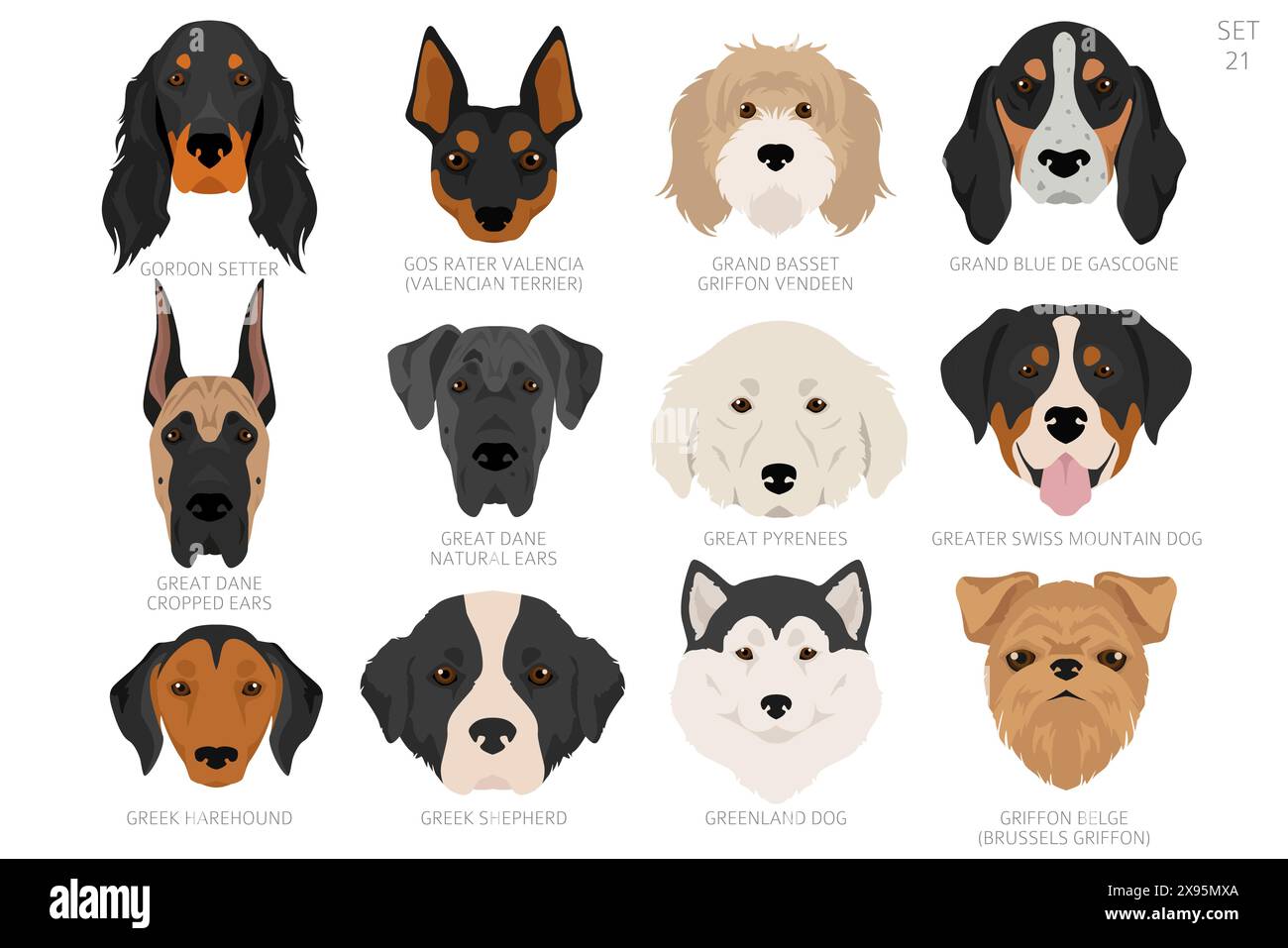 Dog head in alphabet order. All dog breeds. Colour vector design ...