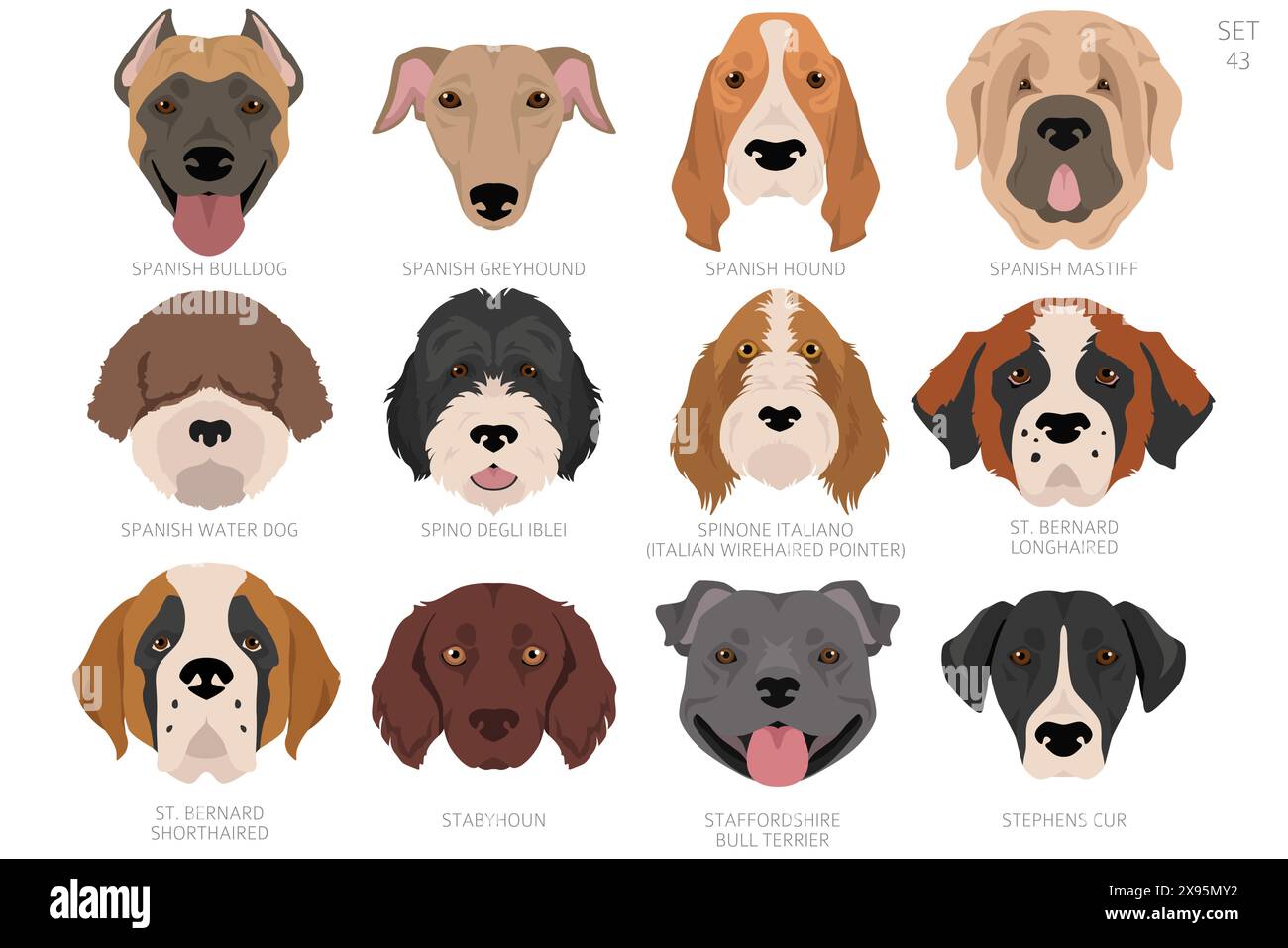 Dog head in alphabet order. All dog breeds. Colour vector design ...