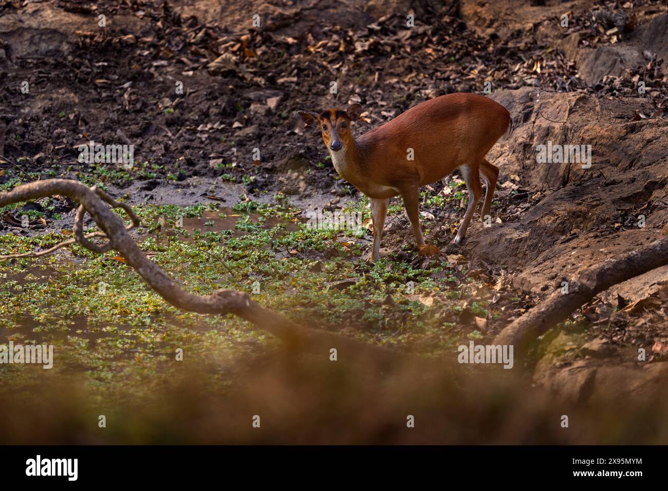 Red munjak, Muntiacus muntjak, small wild deer near the green water ...