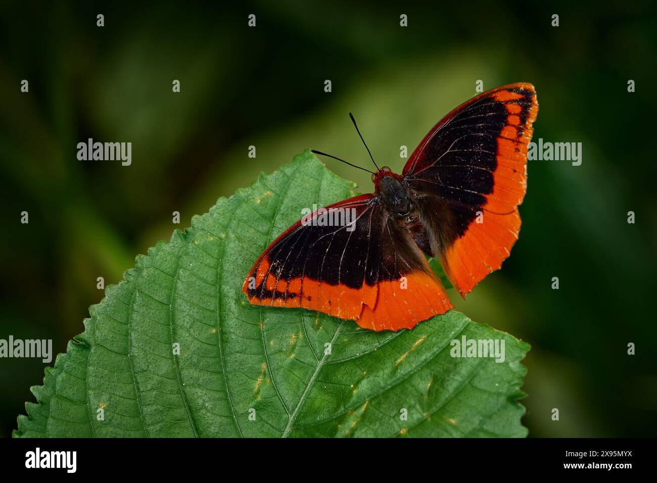 Flame-bordered Emperor , Charaxes protoclea, butterfly family ...