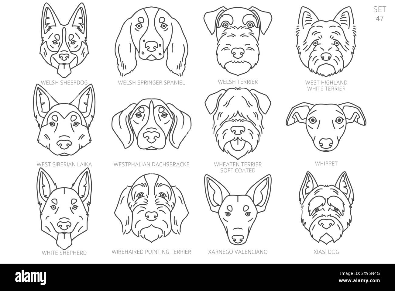 Dog head Silhouettes in alphabet order. All dog breeds. Simple line ...