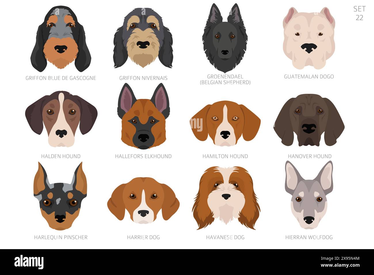 Dog head in alphabet order. All dog breeds. Colour vector design ...