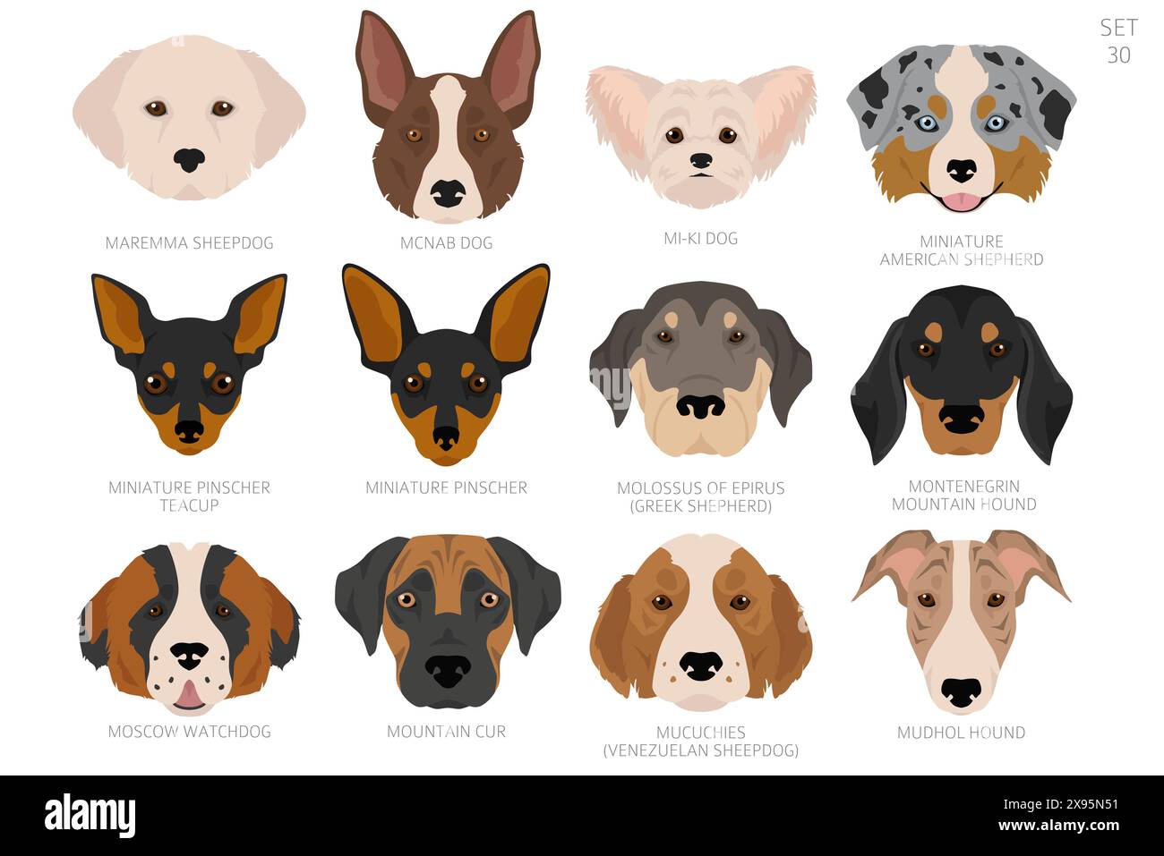 Dog head in alphabet order. All dog breeds. Colour vector design ...