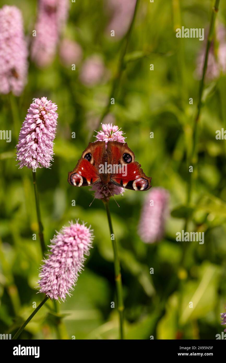 Natural close up plant portrait of the delightful Bistorta officinalis ...