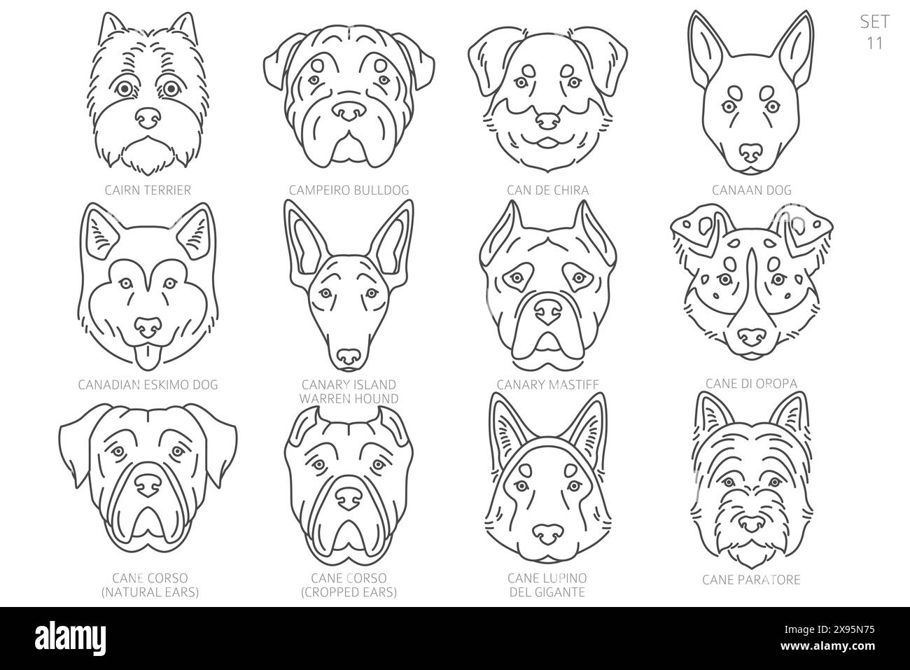 Dog head Silhouettes in alphabet order. All dog breeds. Simple line ...