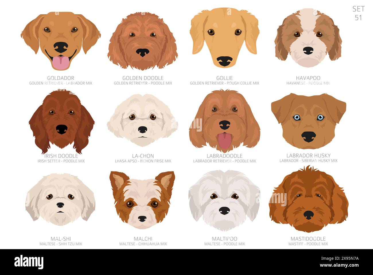 Designers Dog head in alphabet order. All dog mix breeds. Colour vector ...