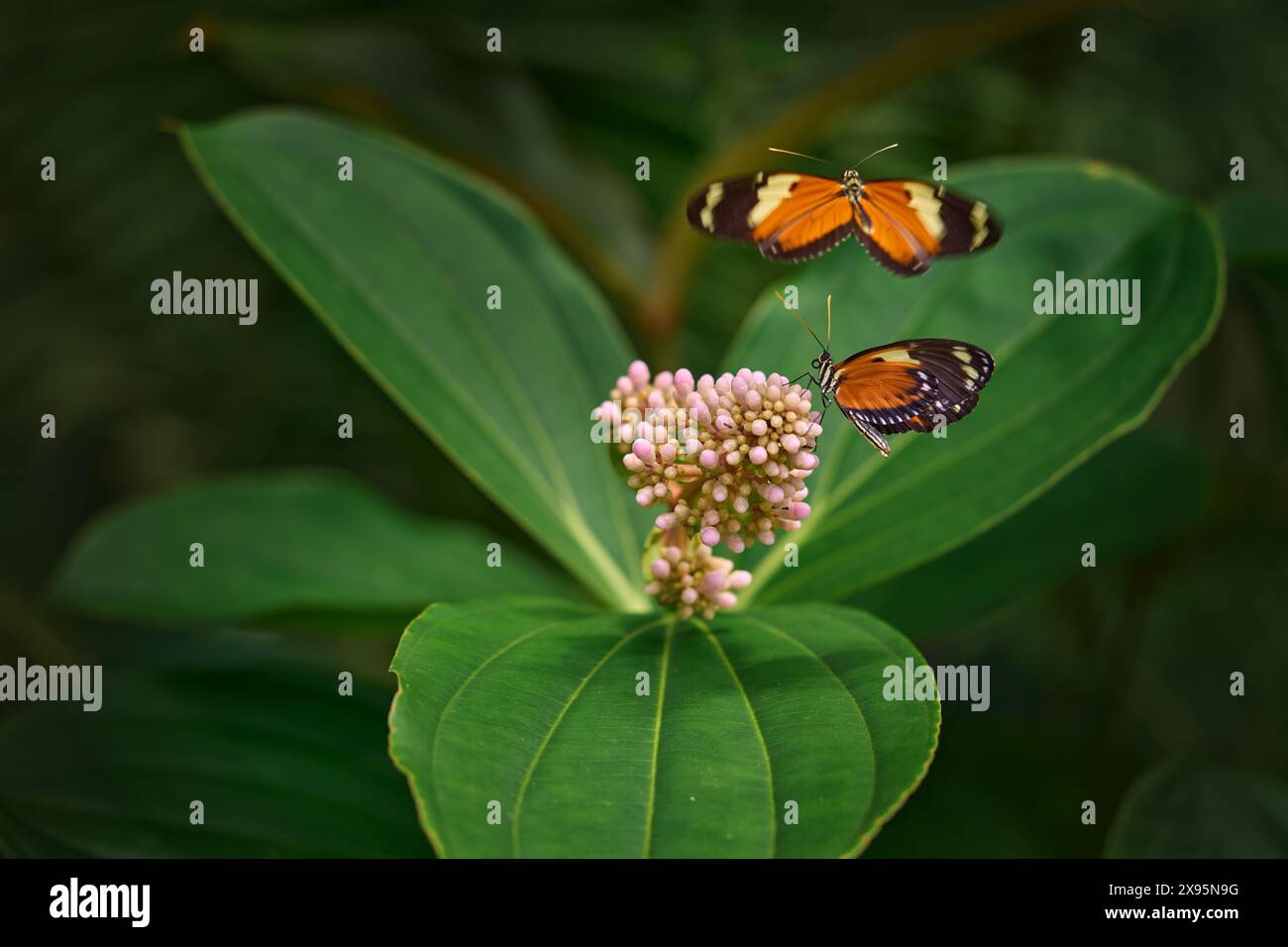 Heliconius numata, Numata longwing, butterfly Costa Rica, courtship mating fly. Insect on flower ...