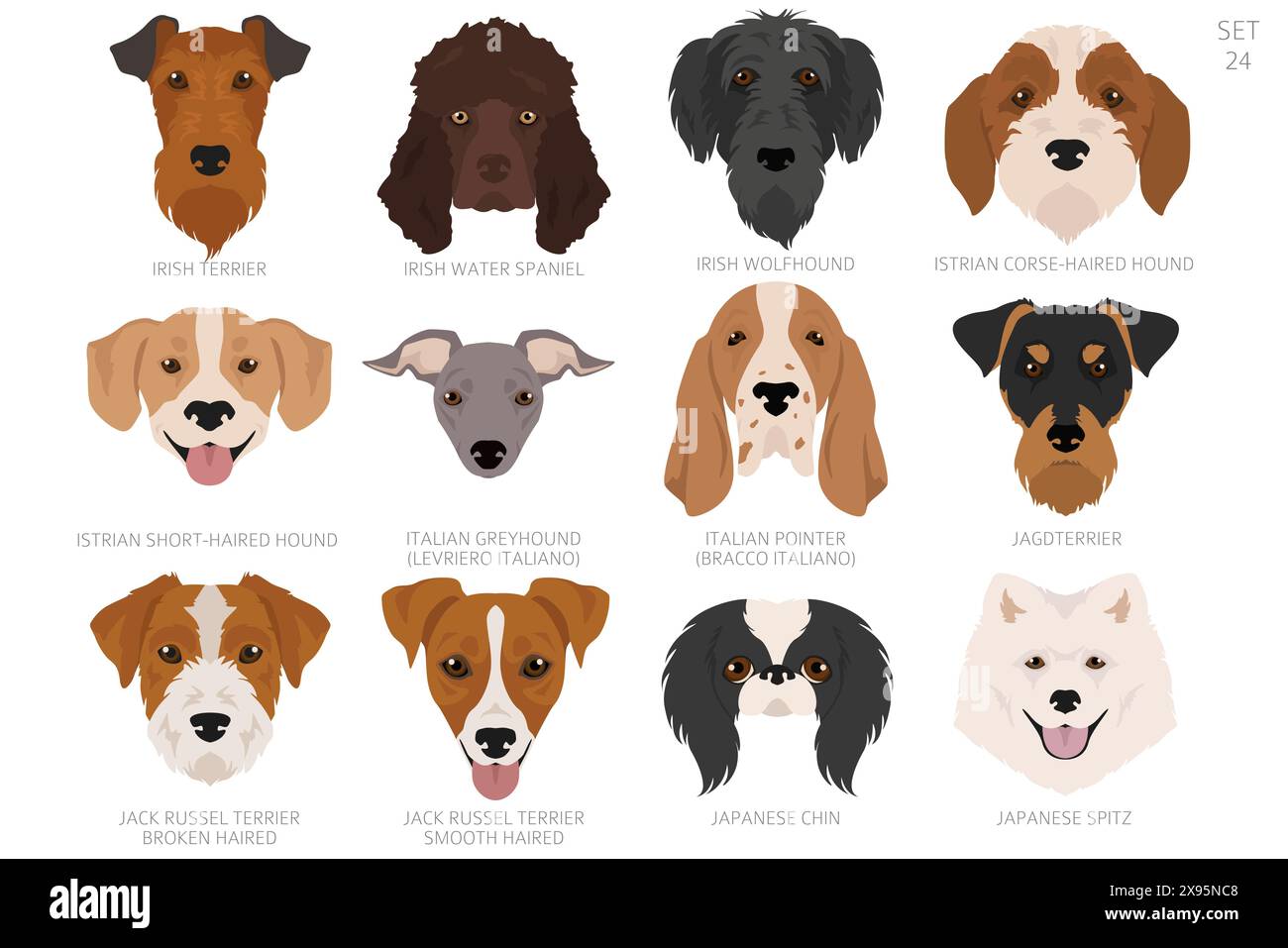 Dog head in alphabet order. All dog breeds. Colour vector design ...