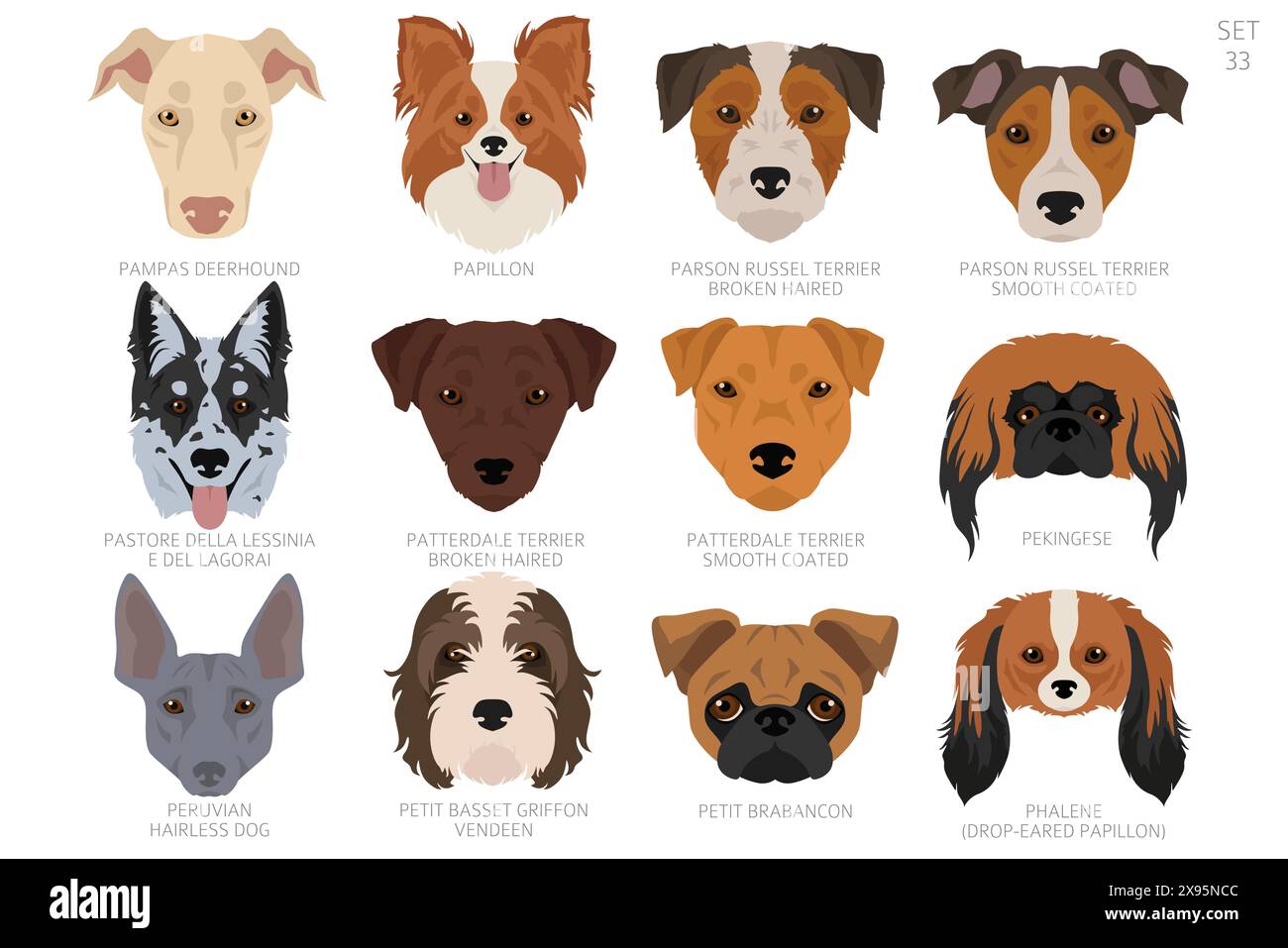 Dog head in alphabet order. All dog breeds. Colour vector design ...