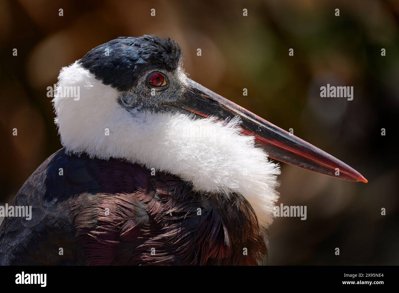 Close-up detail bird portrait. Asian woolly-necked stork or Asian ...