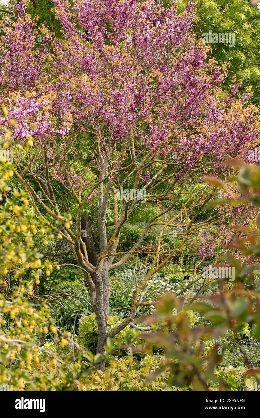 Stunning garden ornamental Cercis Siliquastrum in flower. Natural close ...