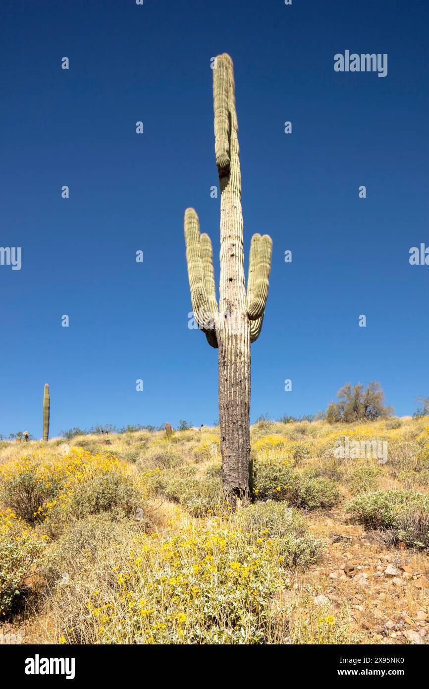 Majestic Saguaro, Saˈɣwaɾo, Carnegiea Gigantea, standing in glorious ...