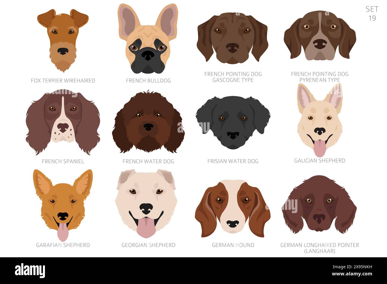 Dog head in alphabet order. All dog breeds. Colour vector design ...