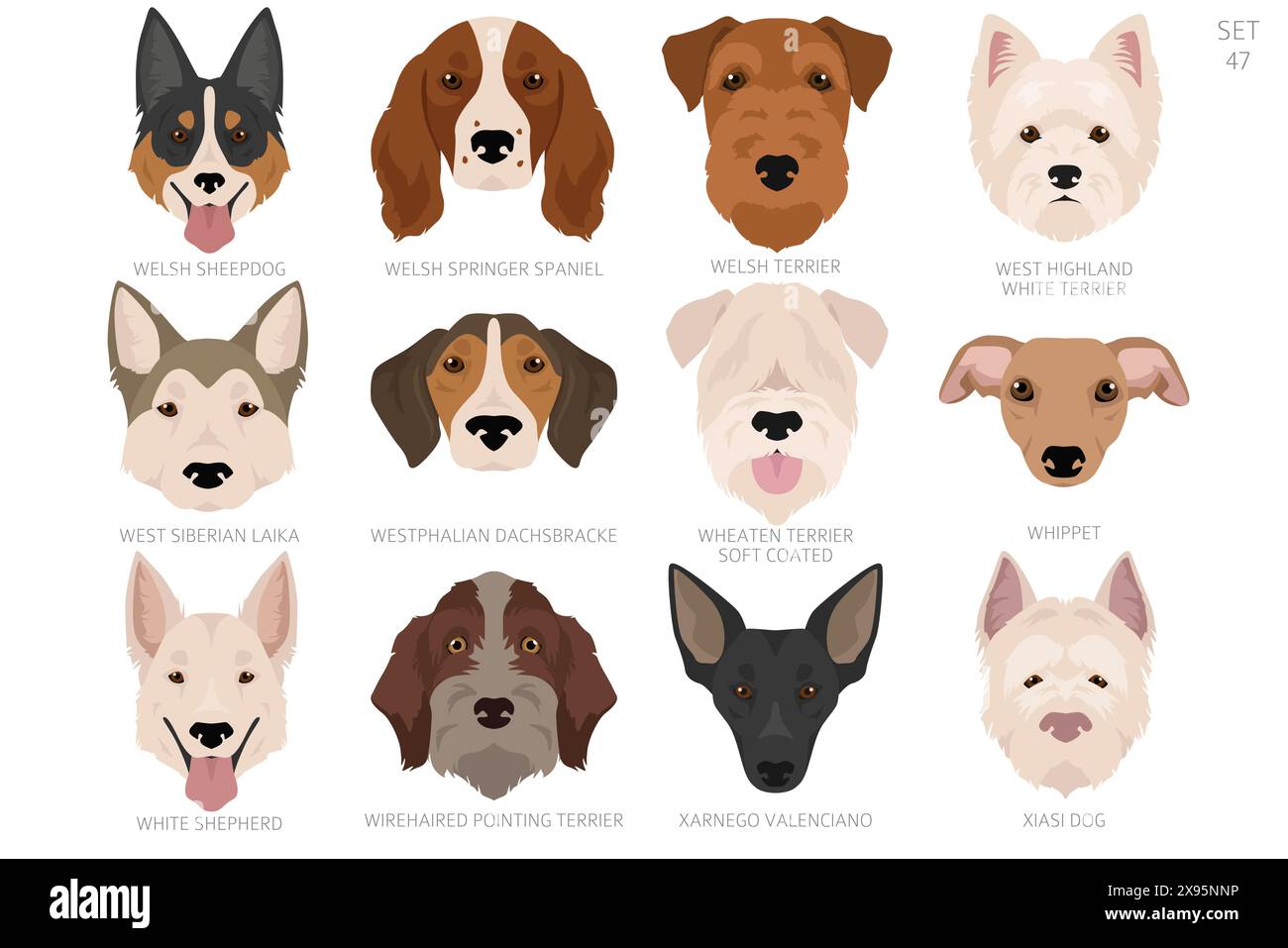 Dog head in alphabet order. All dog breeds. Colour vector design ...