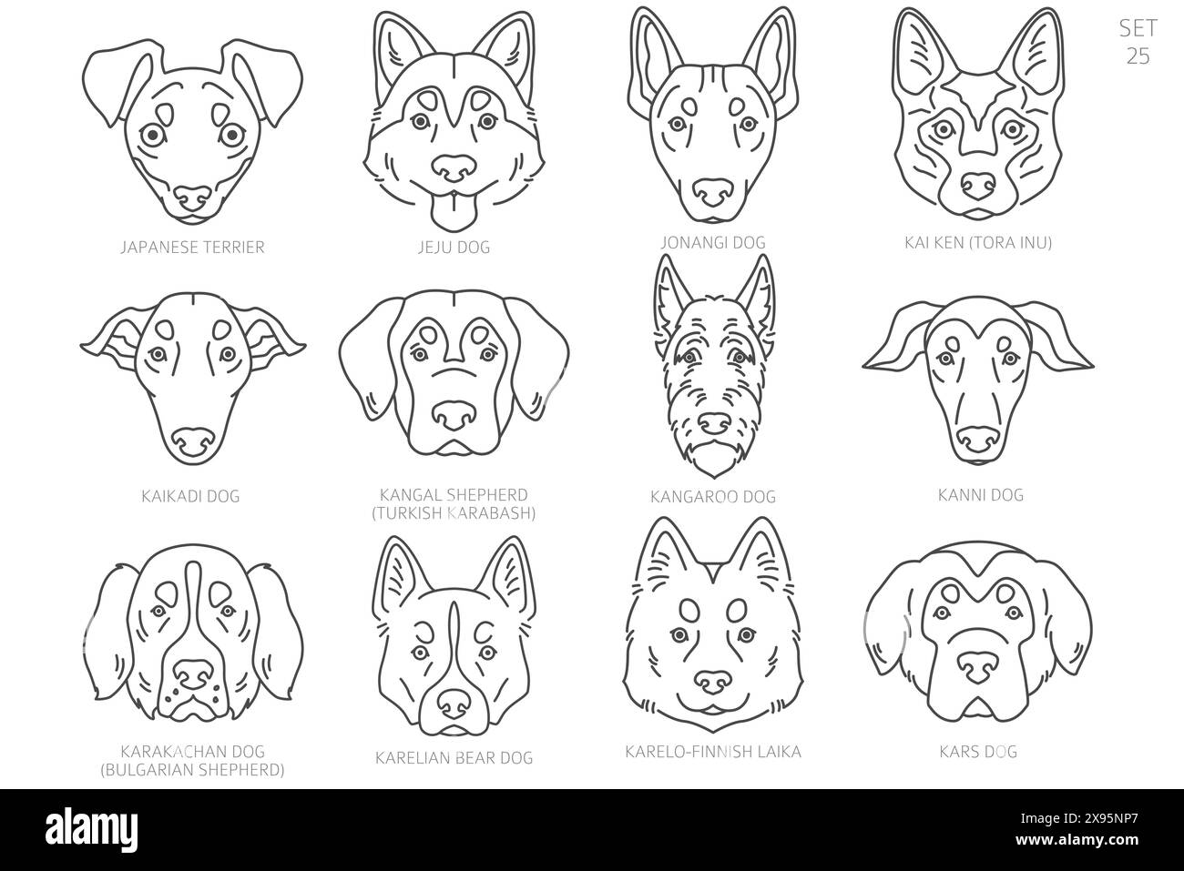 Dog head Silhouettes in alphabet order. All dog breeds. Simple line ...