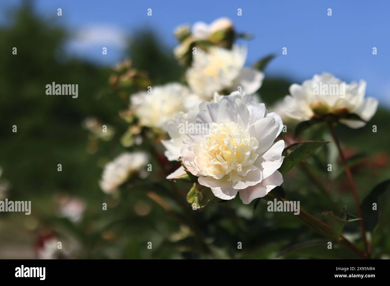 White peony flowers against the sky. Large peony flowers. Peonies are a ...