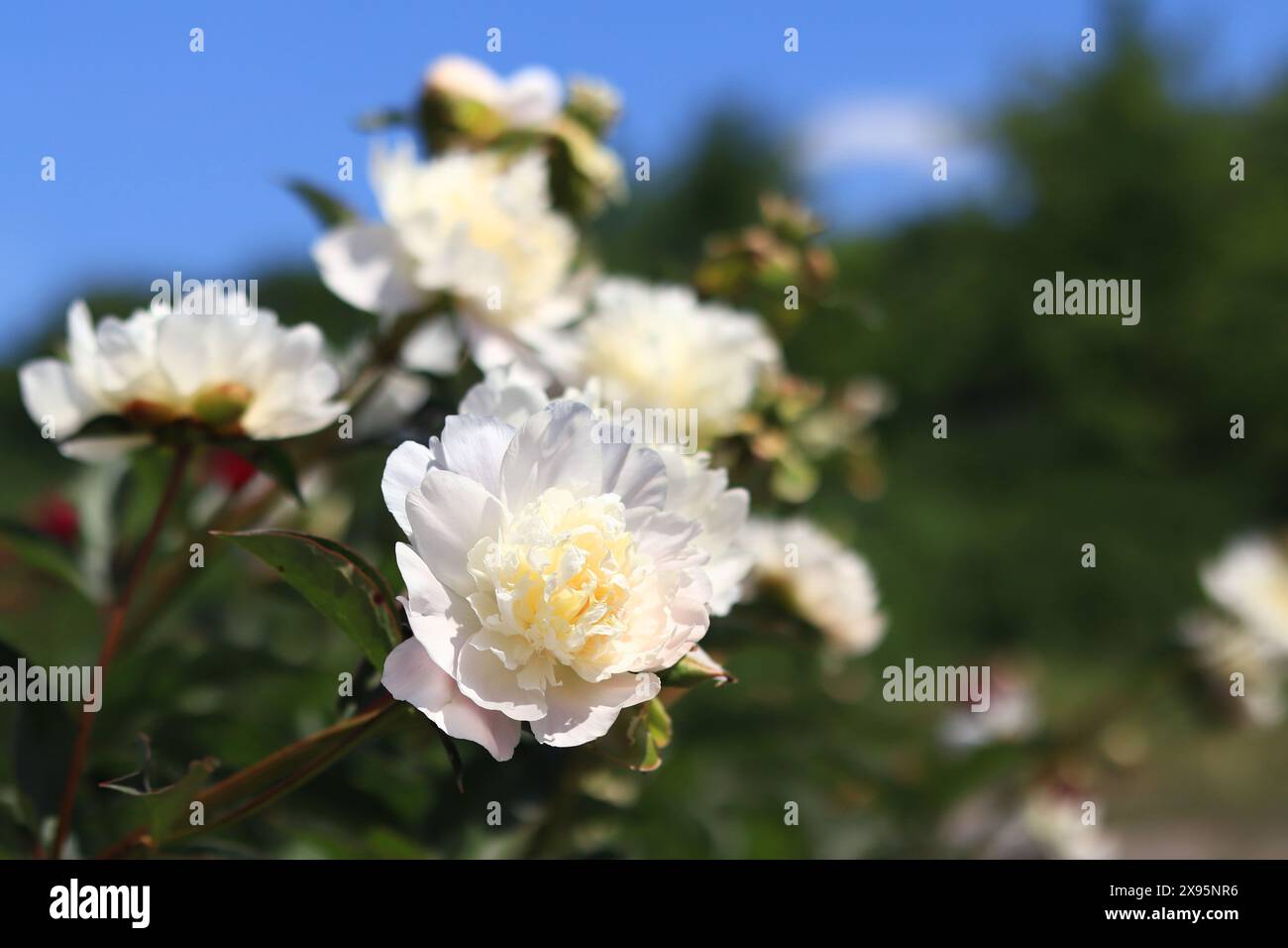 White peony flowers against the sky. Large peony flowers. Peonies are a ...