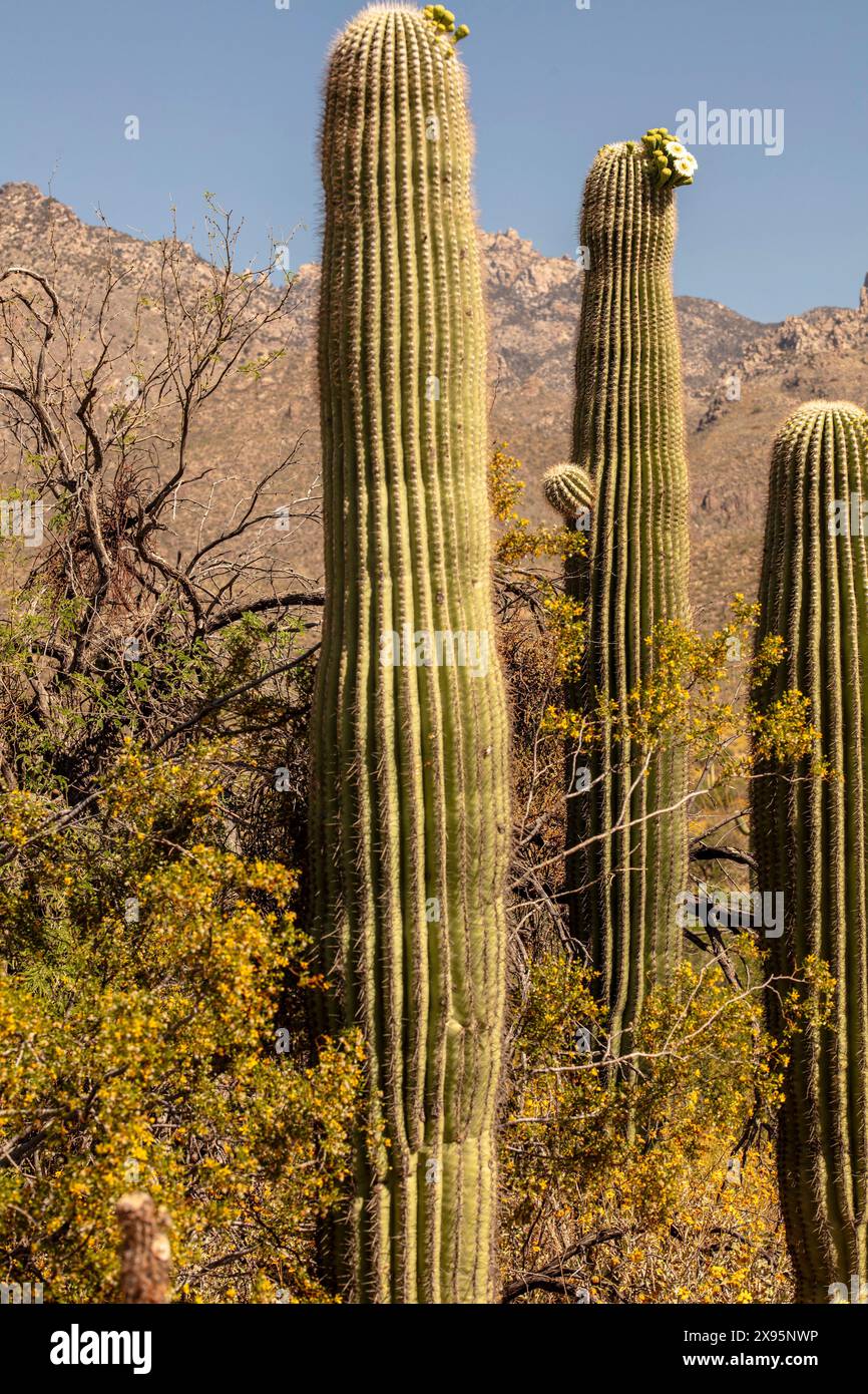 Majestic Saguaro, Saˈɣwaɾo, Carnegiea Gigantea, standing in glorious ...