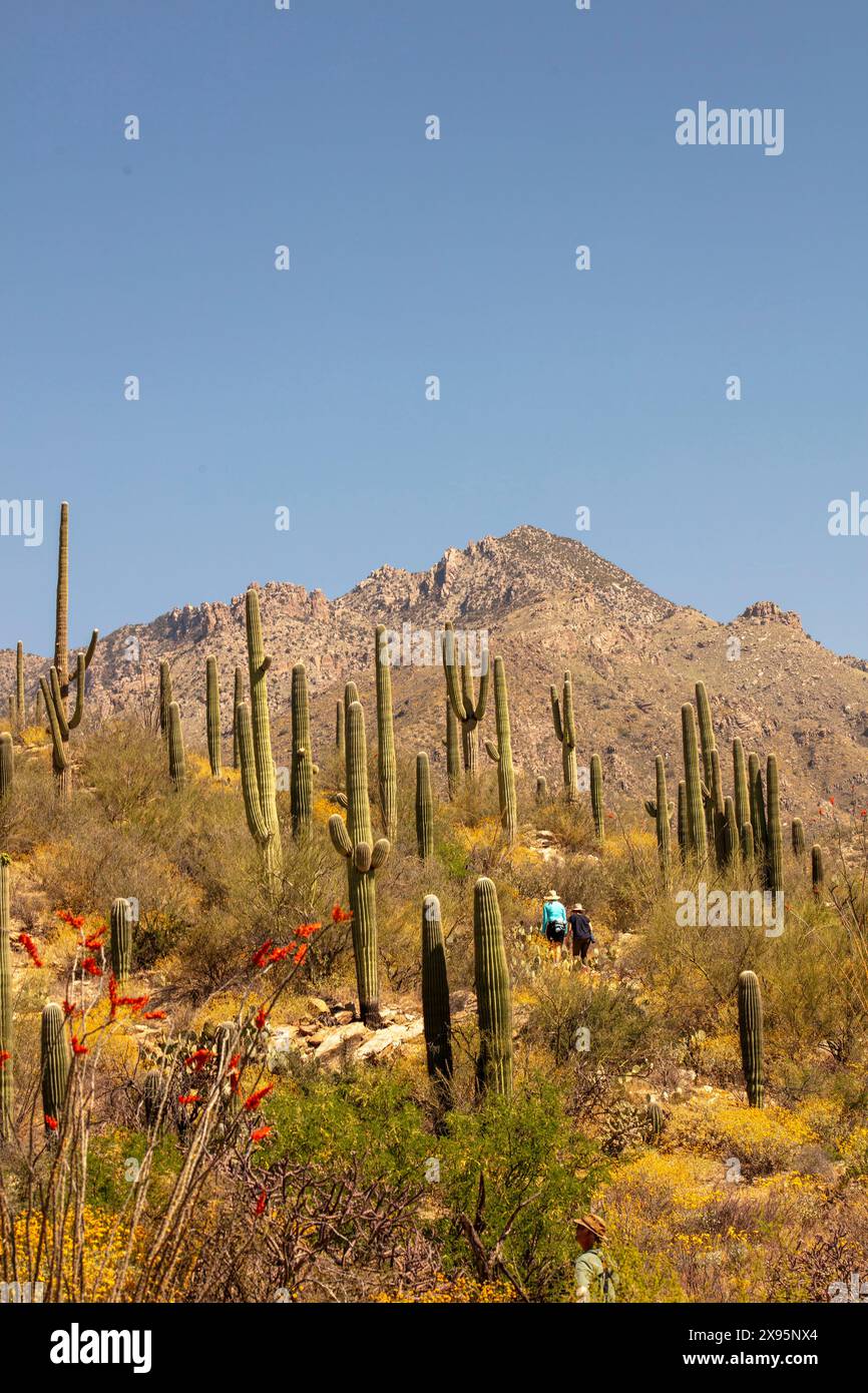 Majestic Saguaro, Saˈɣwaɾo, Carnegiea Gigantea, standing in glorious ...