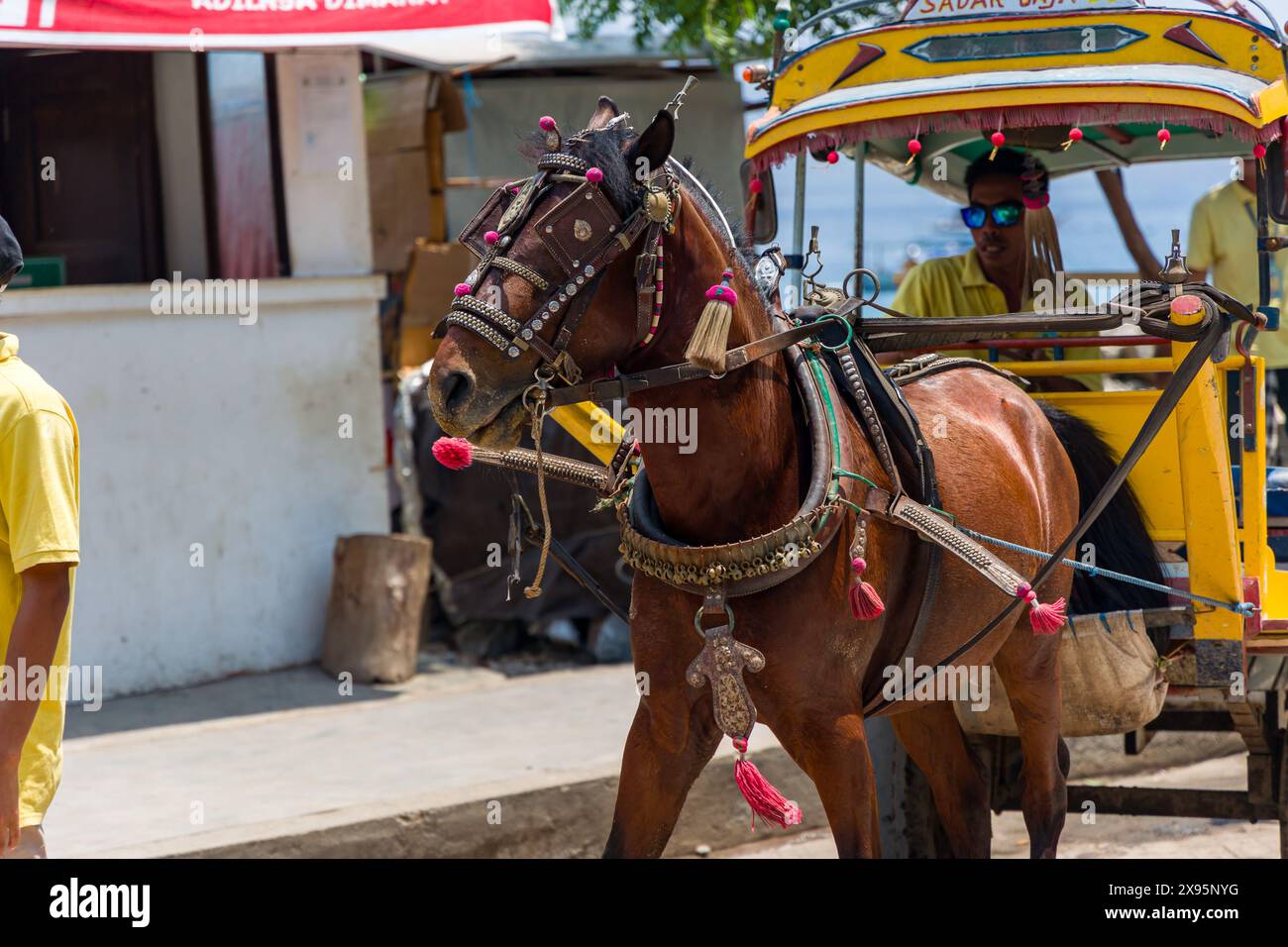 GILI TRAWANGAN, INDONESIA - NOVEMBER 10 2023: Traditional horse ...