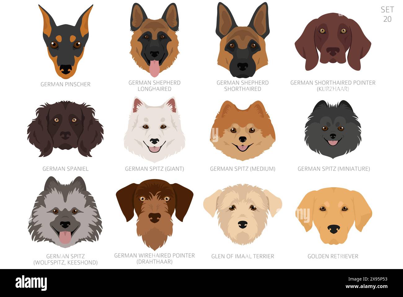 Dog head in alphabet order. All dog breeds. Colour vector design ...