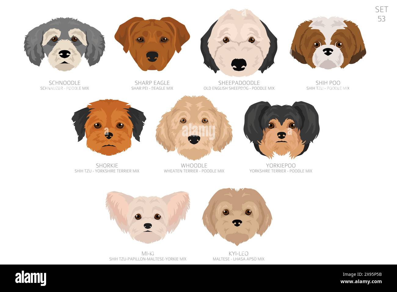 Designers Dog head in alphabet order. All dog mix breeds. Colour vector ...