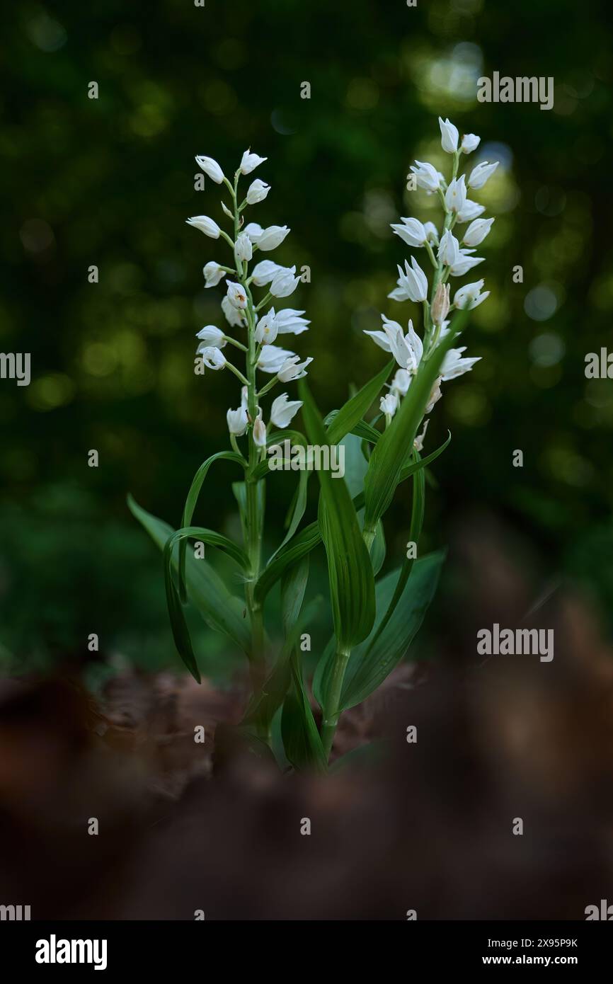 Cephalanthera longifolia, Sword-leaved Helleborine, white orchid in the ...