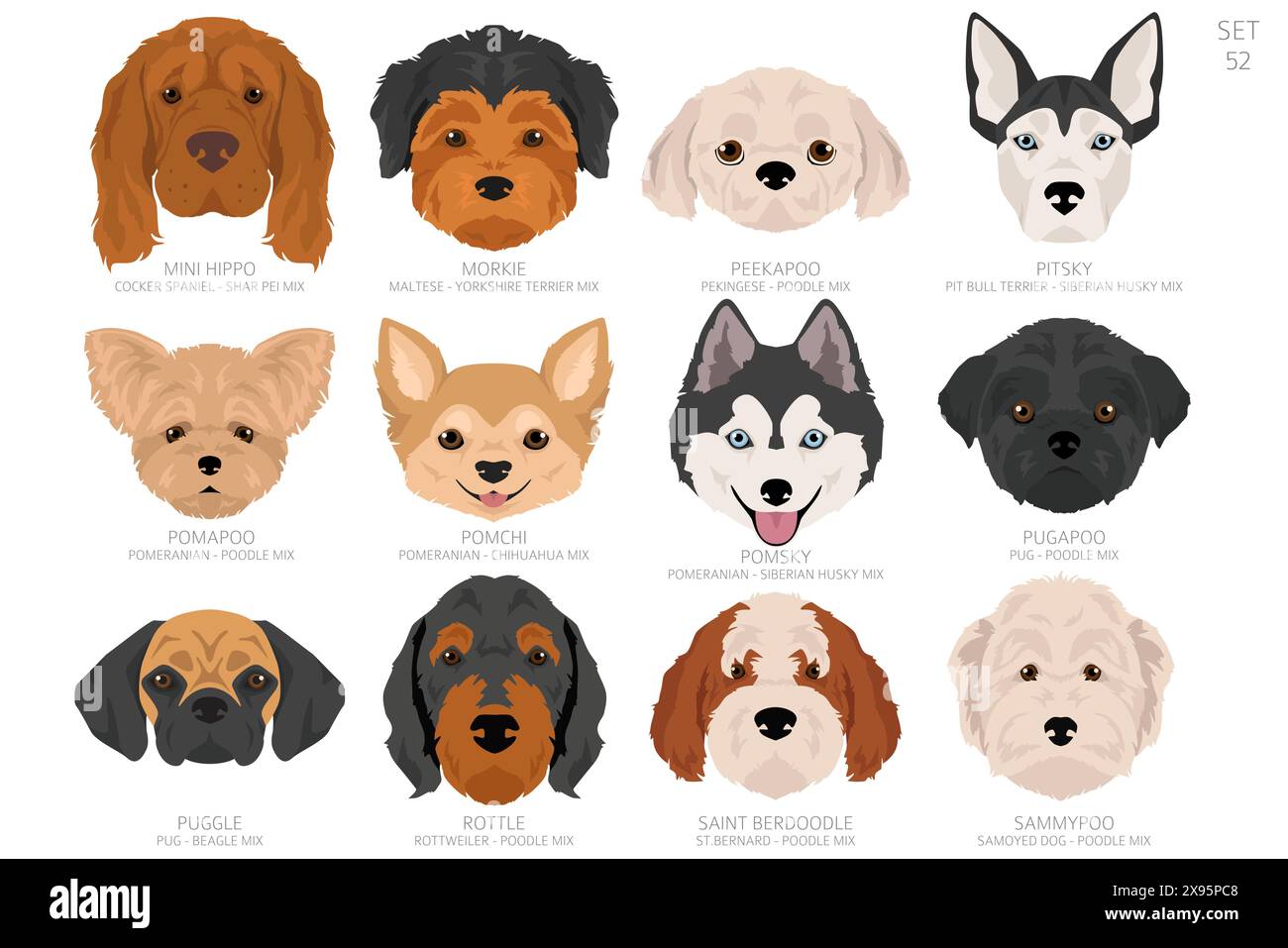 Designers Dog head in alphabet order. All dog mix breeds. Colour vector ...