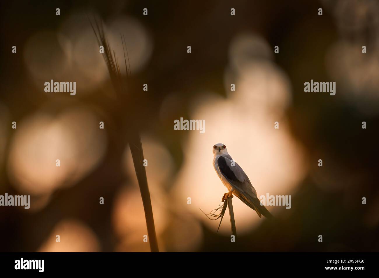 Black-winged kite, Elanus caeruleus, bird of prey sitting on the grass ...