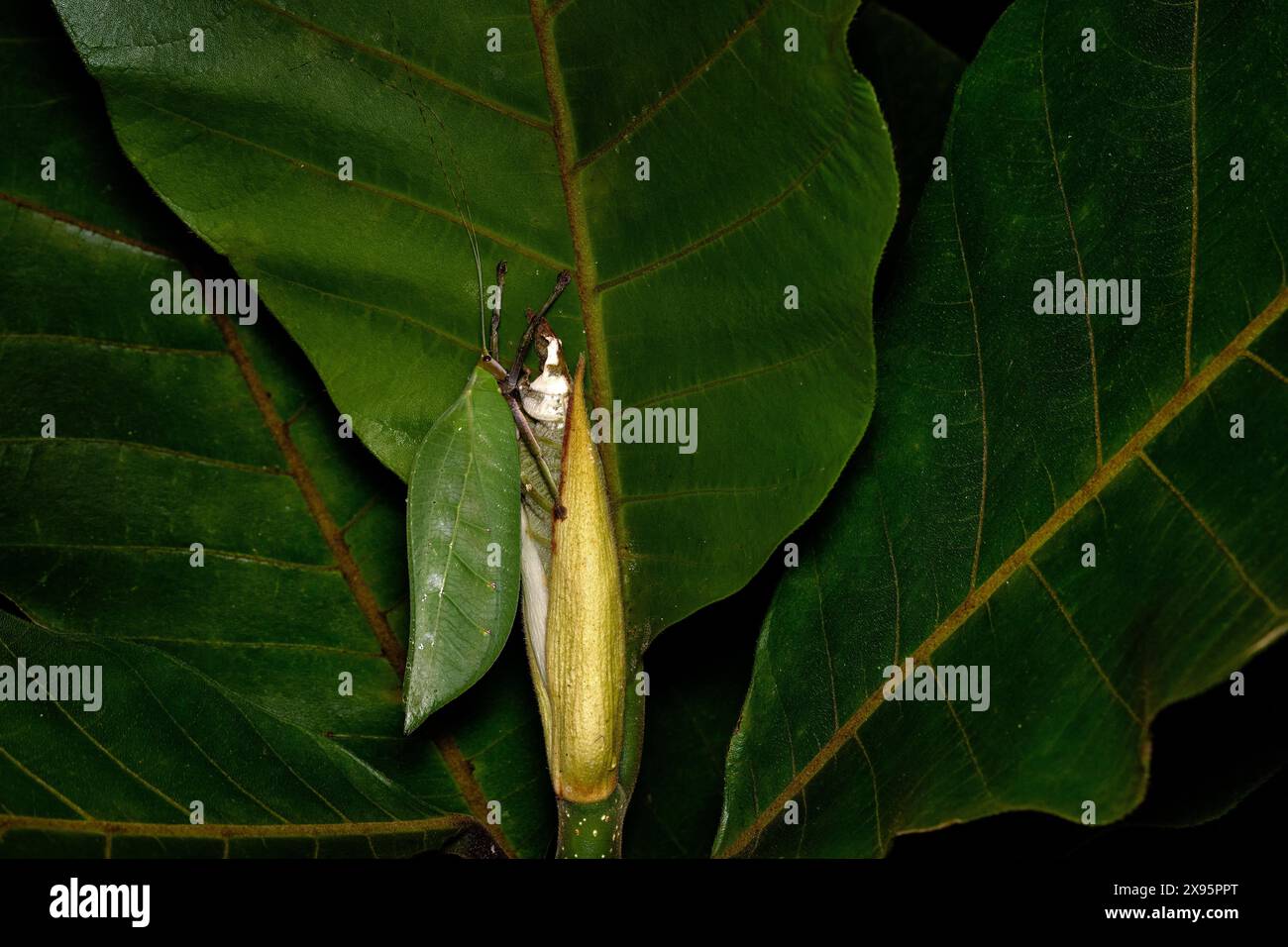 Onomarchus uninotatus, pseudophylline bush cricket from Tettigoniidae ...