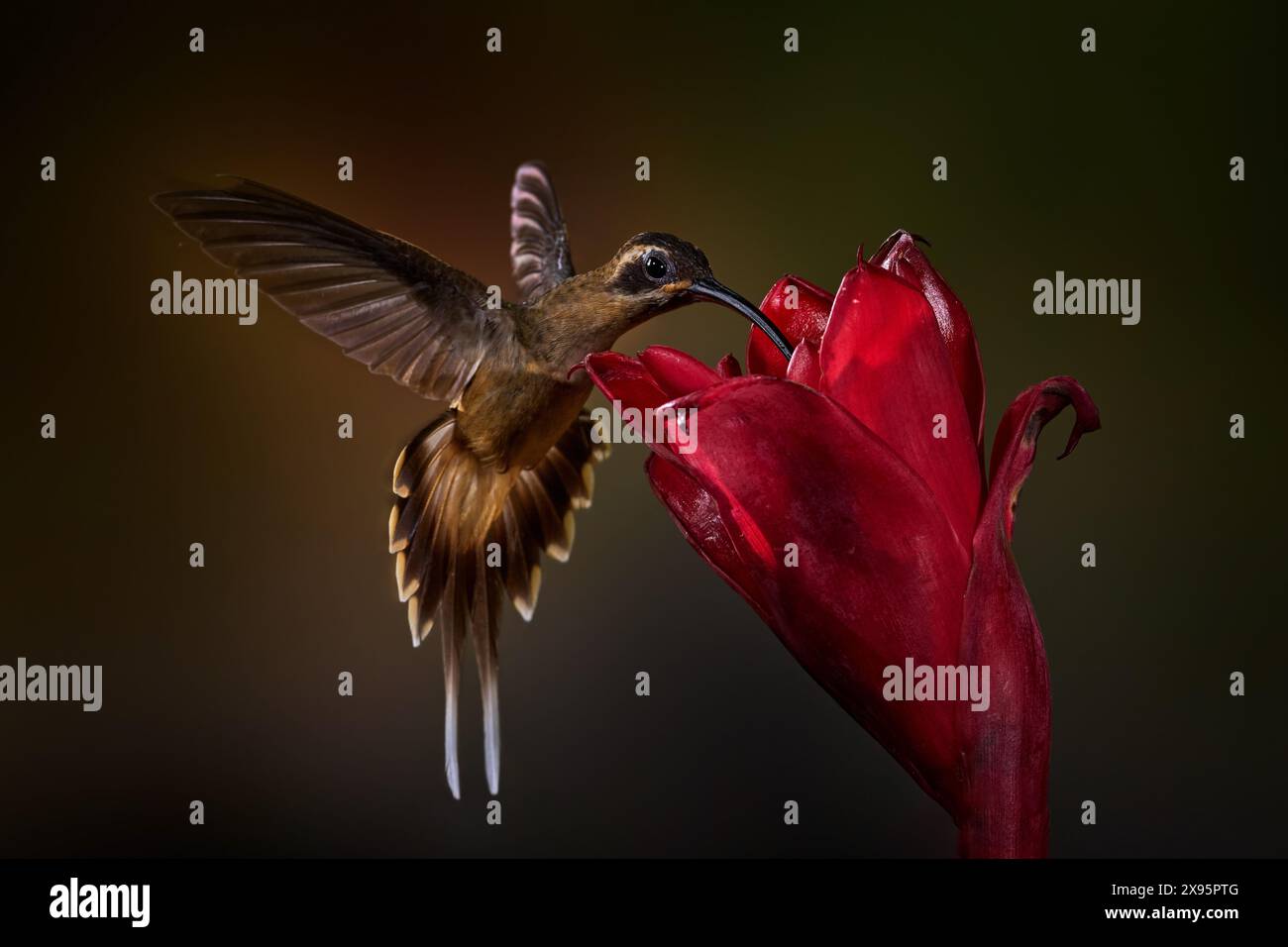 Nature in Costa Rica. Long-billed Hermit, Phaethornis longirostris ...