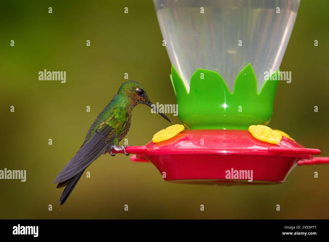 Hummingbird with plastic feeder. Costa Rica wildlife. Green-crowned ...