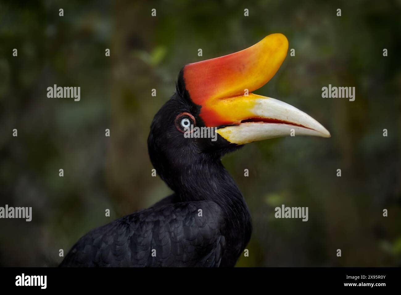 Hornbill in the dark tropic forest. Rhinoceros hornbill, Buceros ...