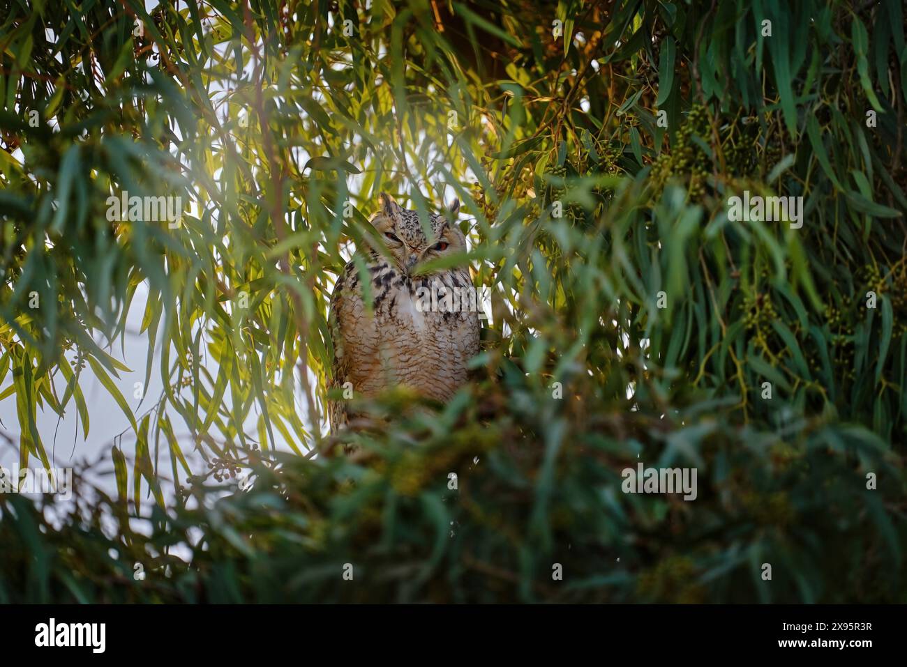 Owl Pharaoh eagle-owl, Bubo ascalaphus, sitting on the green tree ...