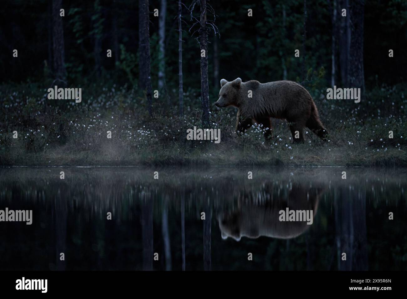 Night in taiga Bear hidden in yellow forest. Autumn trees with bear ...