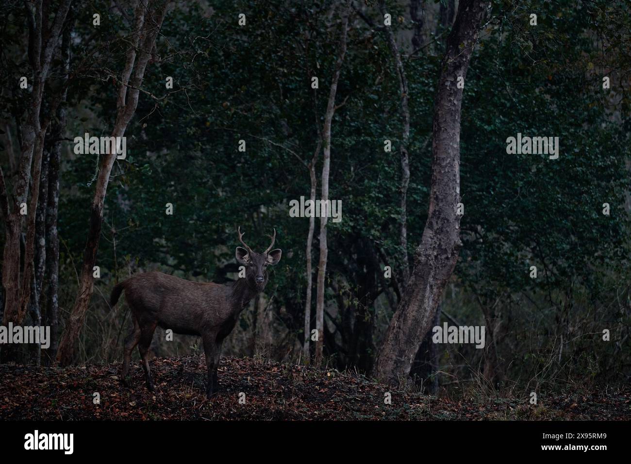 Night in the forest. Sambar, Rusa unicolor, in nature habitat, Kabini ...