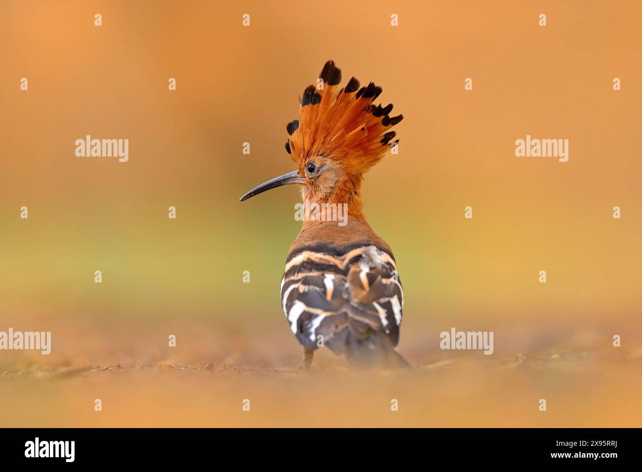 African hoopoe, Upupa africana, nice orange bird with crest sitting on ...