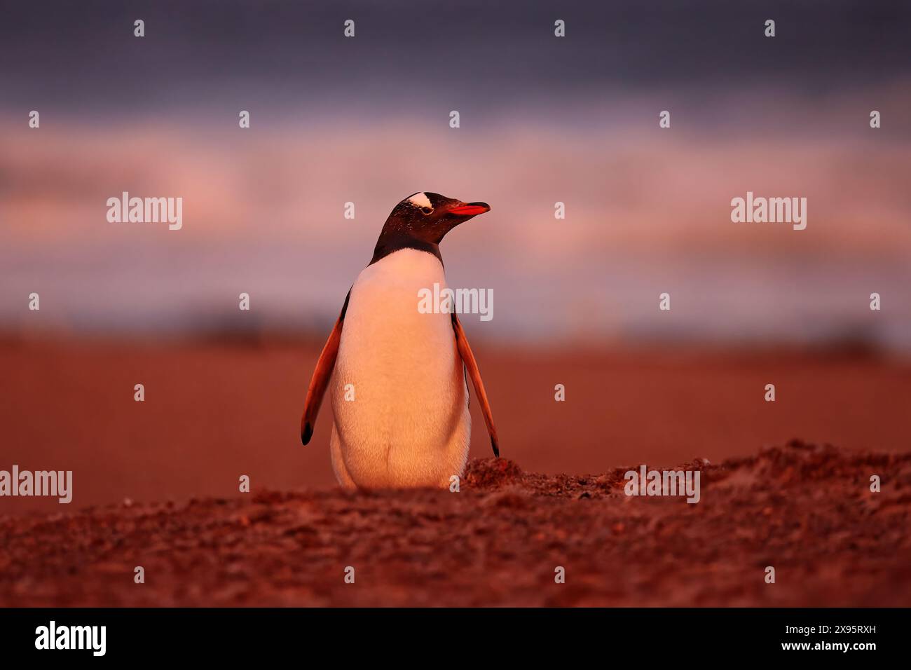 Antarctic wildlife, penguin sunset. Beautiful gentoo penguin with sun ...
