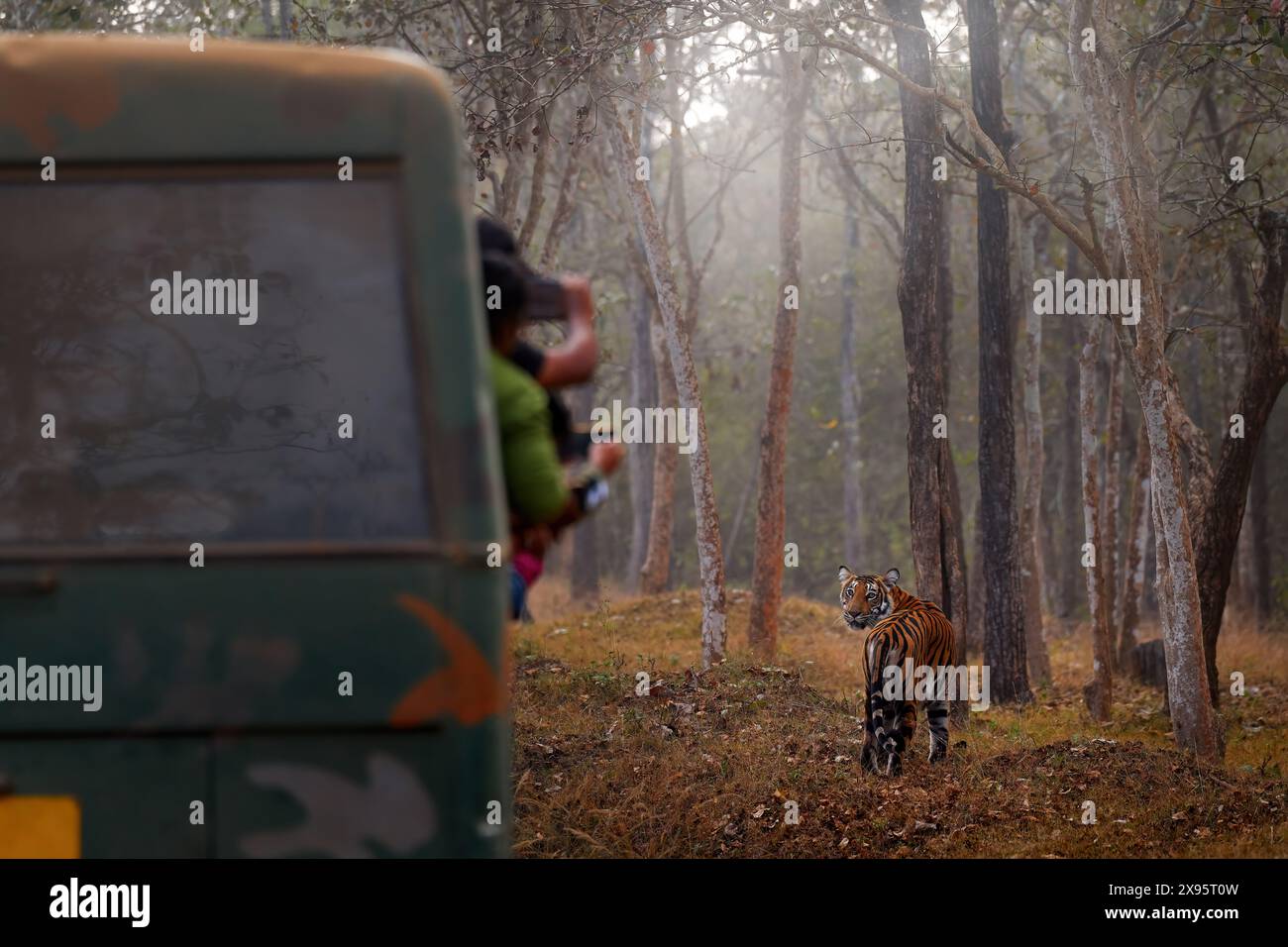 Tiger safari from the car, paople with cell phones in the hand ...