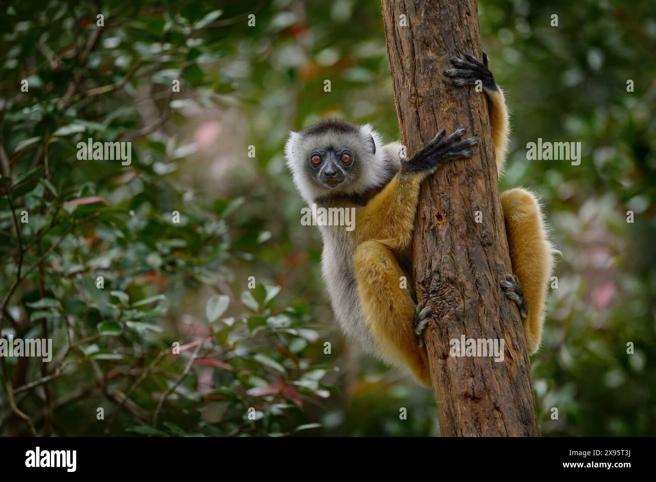 Diademed sifaka, Propithecus diadema, monkey in green grass forest in ...