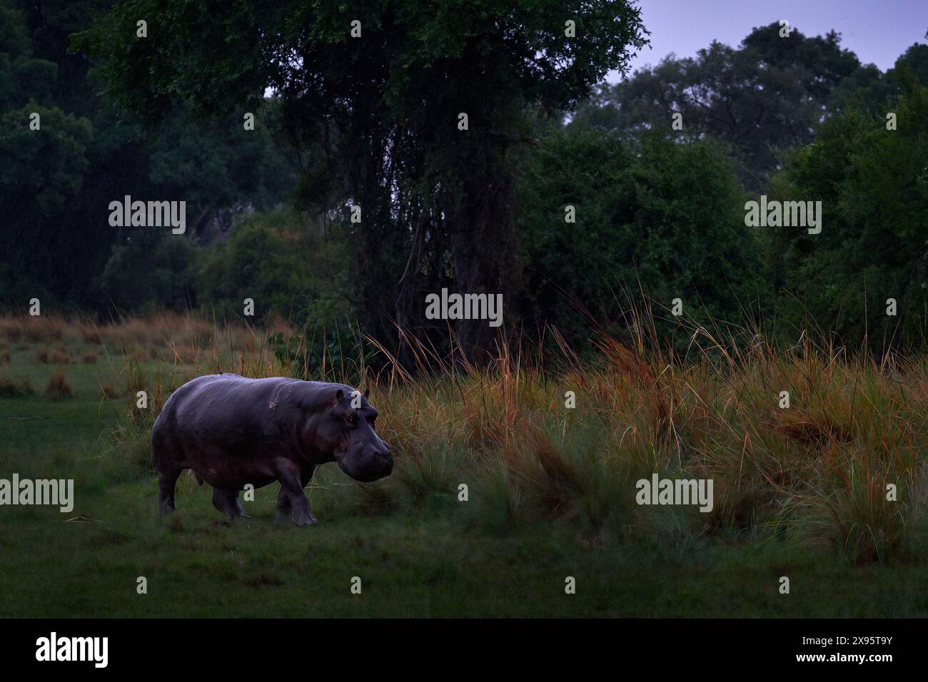 Hippo in long green grass habitat. African Hippopotamus, Hippopotamus ...