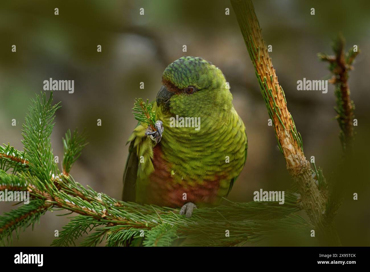 Austral Parakeet, Enicognathus ferrugineus, orange green parrot sitting ...