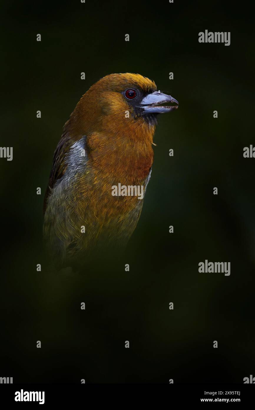 Prong-billed barbet, Semnornis frantzii, large-billed bird native to ...