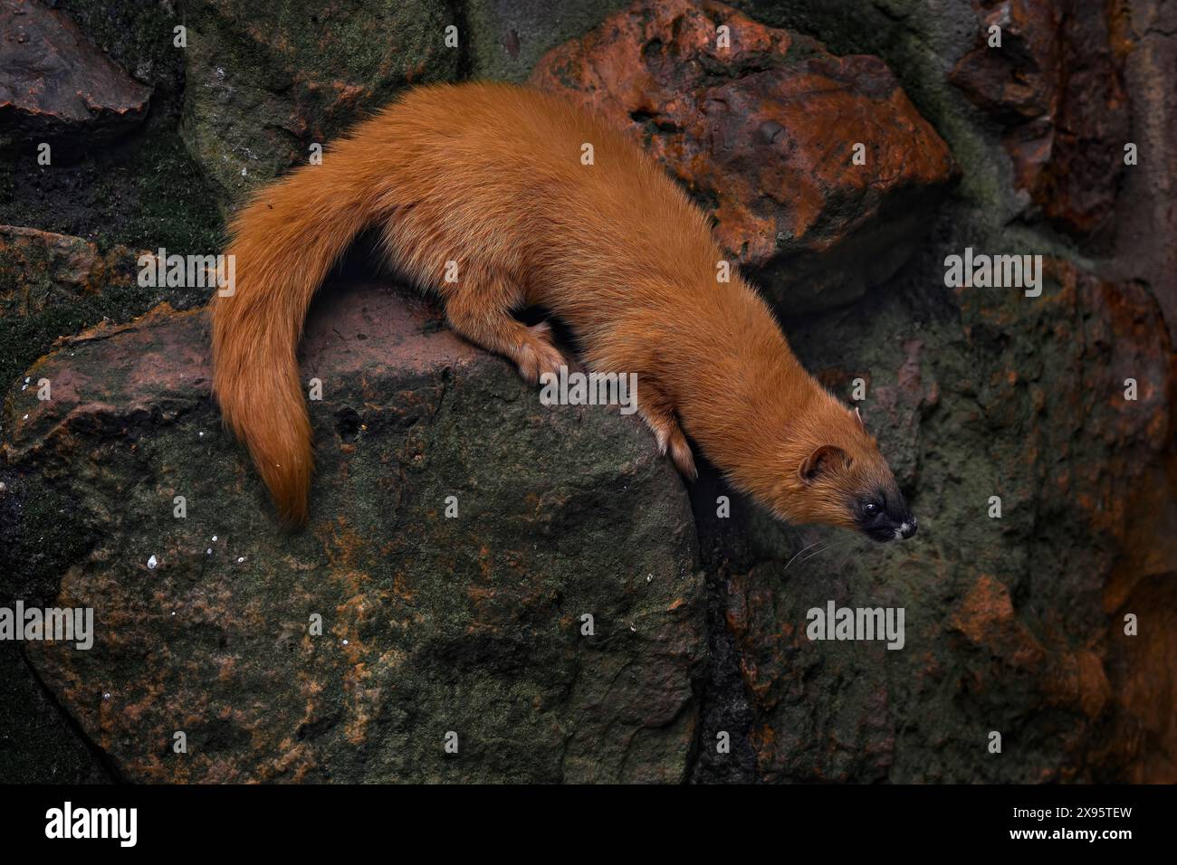 Siberian weasel, Mustela sibirica, mink animal in the stone wall. Urban ...