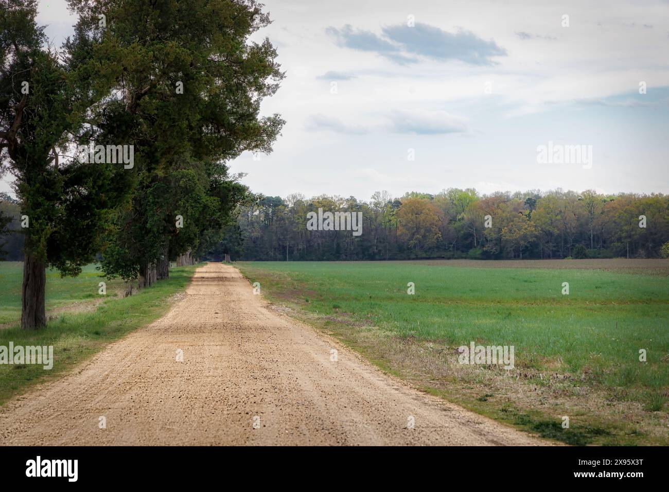 A tree lined dirt road leads to a forest in Charles County, Virginia ...