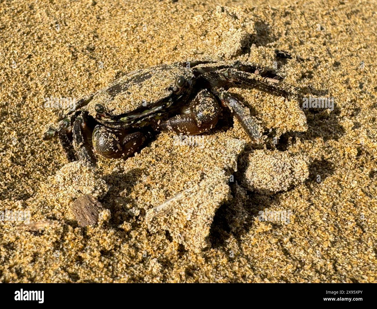 Lido di Jesolo, Italy - 2 May 2024: A crab on the sandy beach of Lido ...
