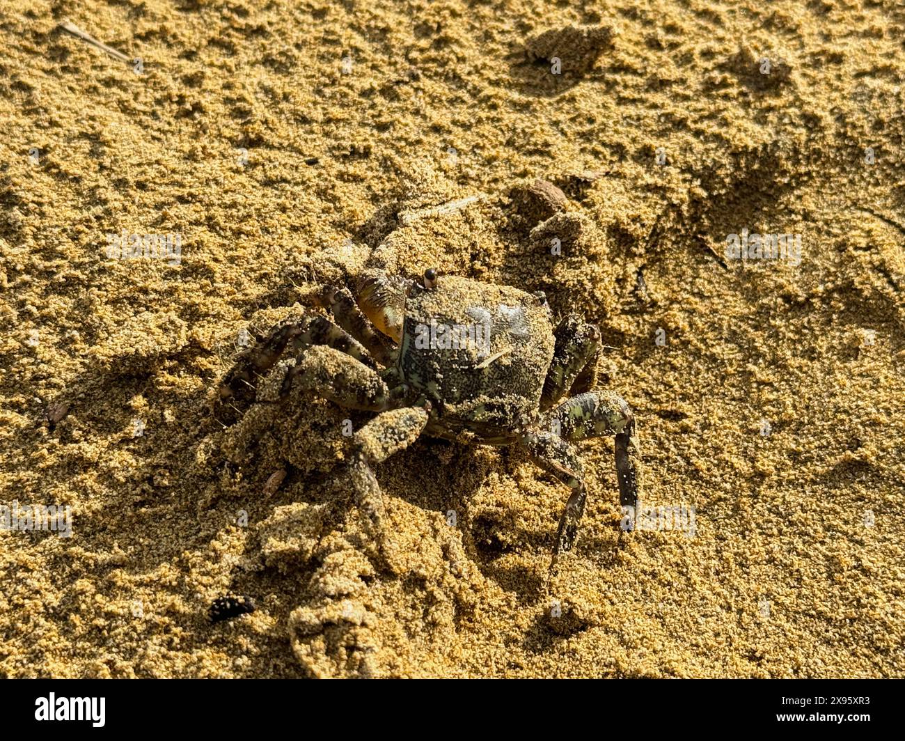 Lido di Jesolo, Italy - 2 May 2024: A crab on the sandy beach of Lido ...