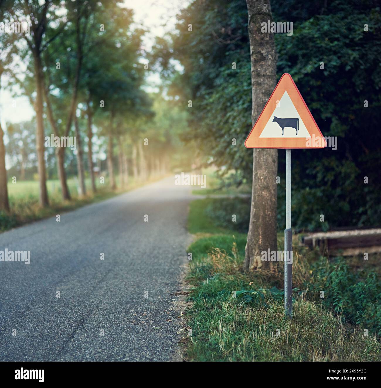 Outdoor, road and sign of cow, warning and safety of vehicles, animals ...