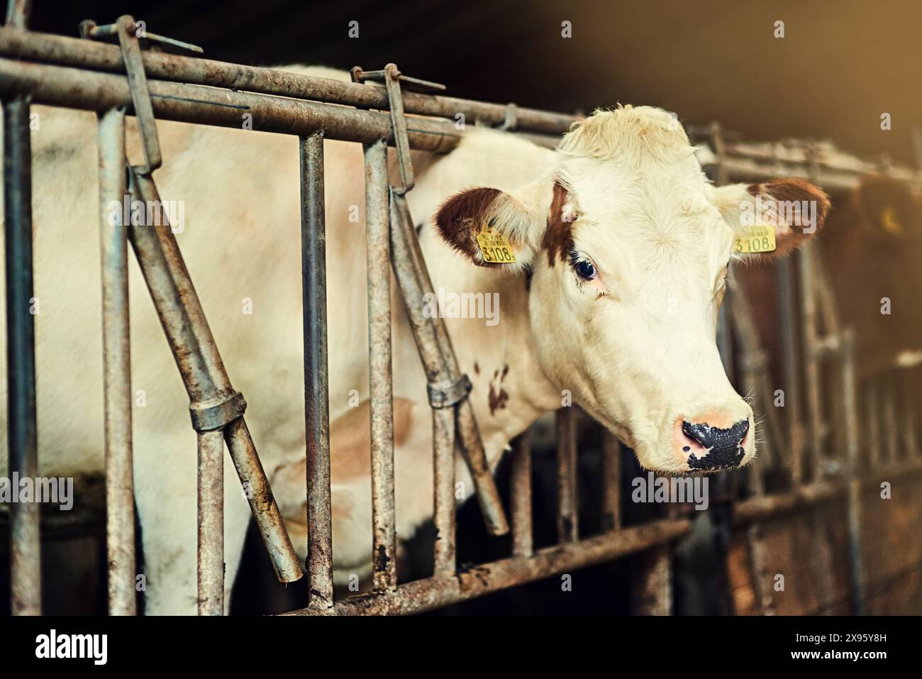 Cattle, gate and pen with face of cow on dairy farm for agriculture ...
