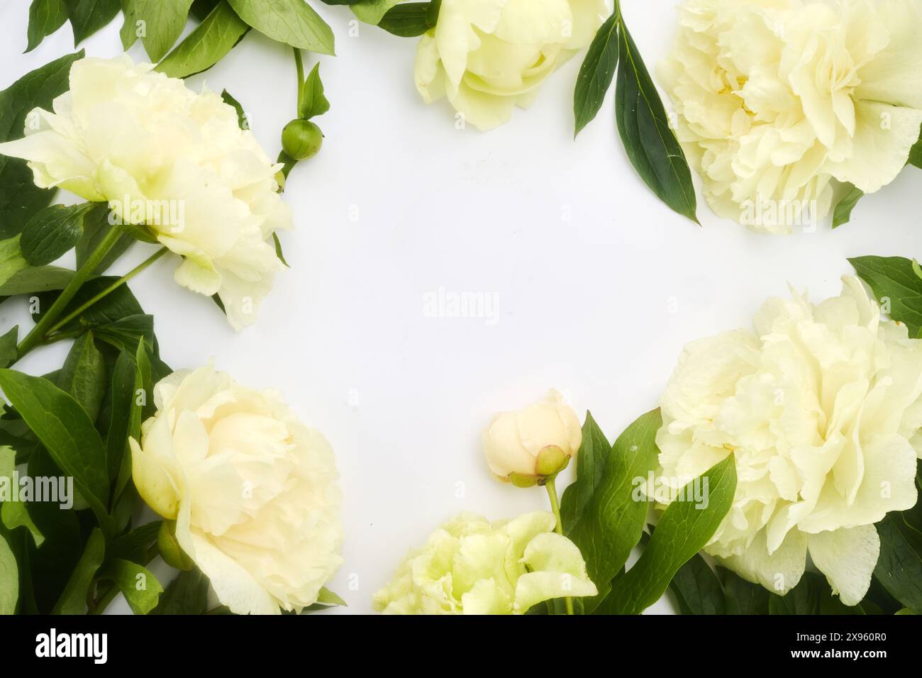 Elegant green botanical frame hi-res stock photography and images - Alamy